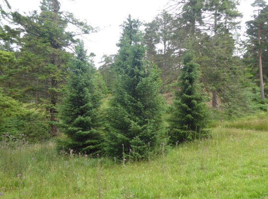 Serbian spruce (OMS) - Forest Research