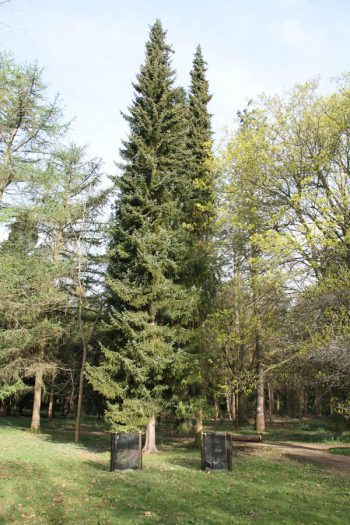 Serbian spruce (OMS) - Forest Research