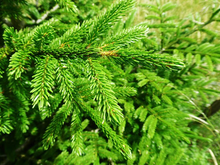 Oriental spruce (ORS) - Forest Research
