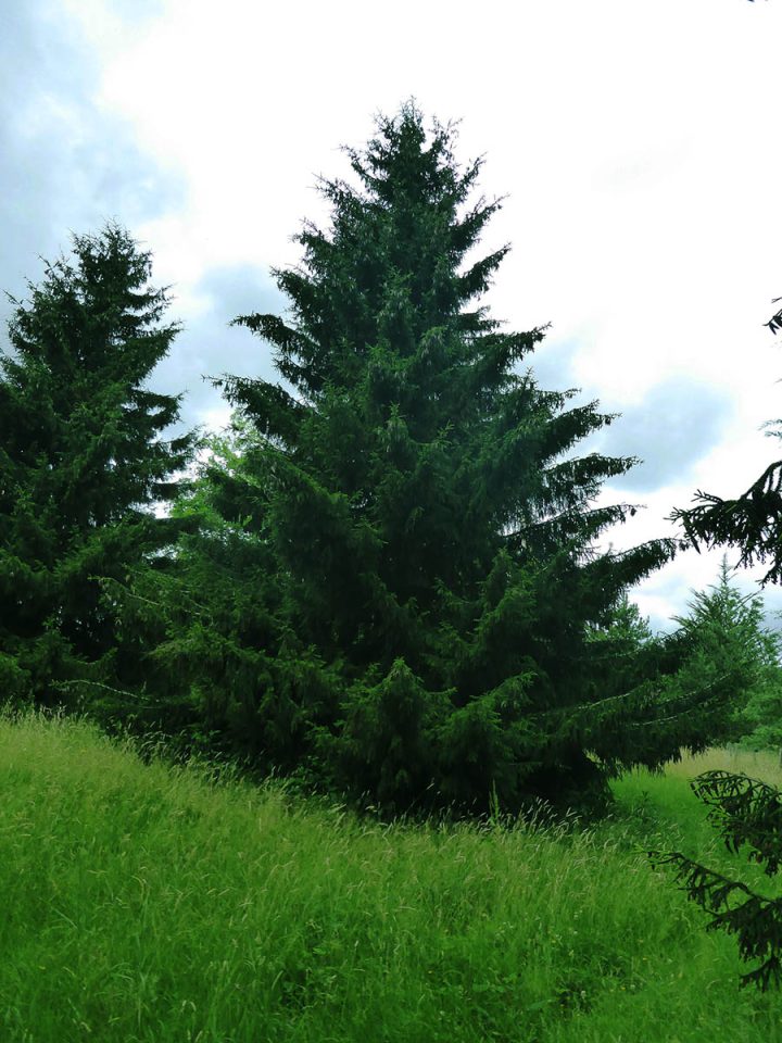 Oriental spruce (ORS) - Forest Research