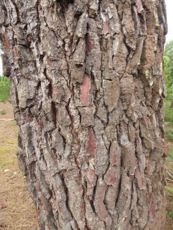 Maritime pine (MAP) - Forest Research