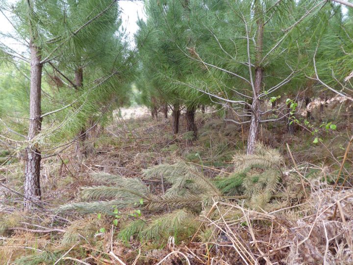 Maritime pine (MAP) - Forest Research