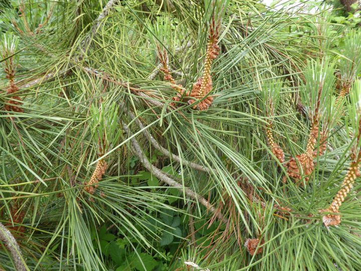 Maritime pine (MAP) - Forest Research