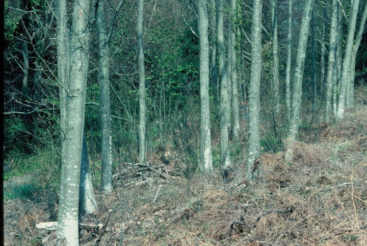 Red oak (ROK) - Forest Research