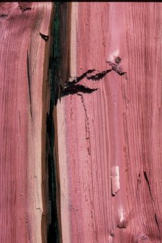 Wellingtonia, Giant sequoia (WSQ) - Forest Research