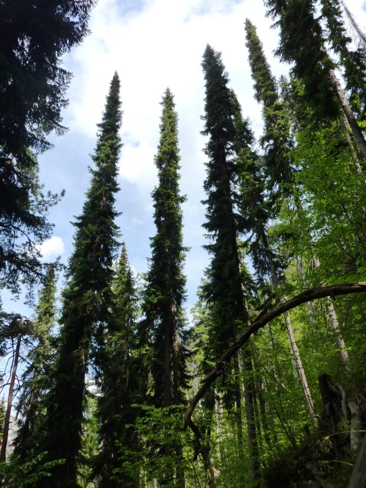 Serbian spruce (OMS) - Forest Research