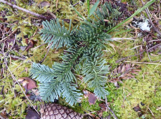 Noble fir (NF) - Forest Research