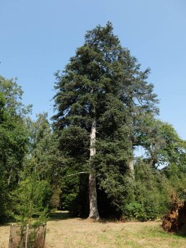 Noble fir (NF) - Forest Research