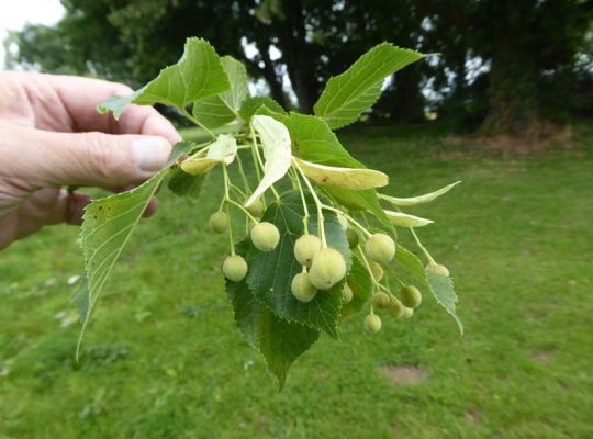 Small-leaved lime (SLI) - Forest Research