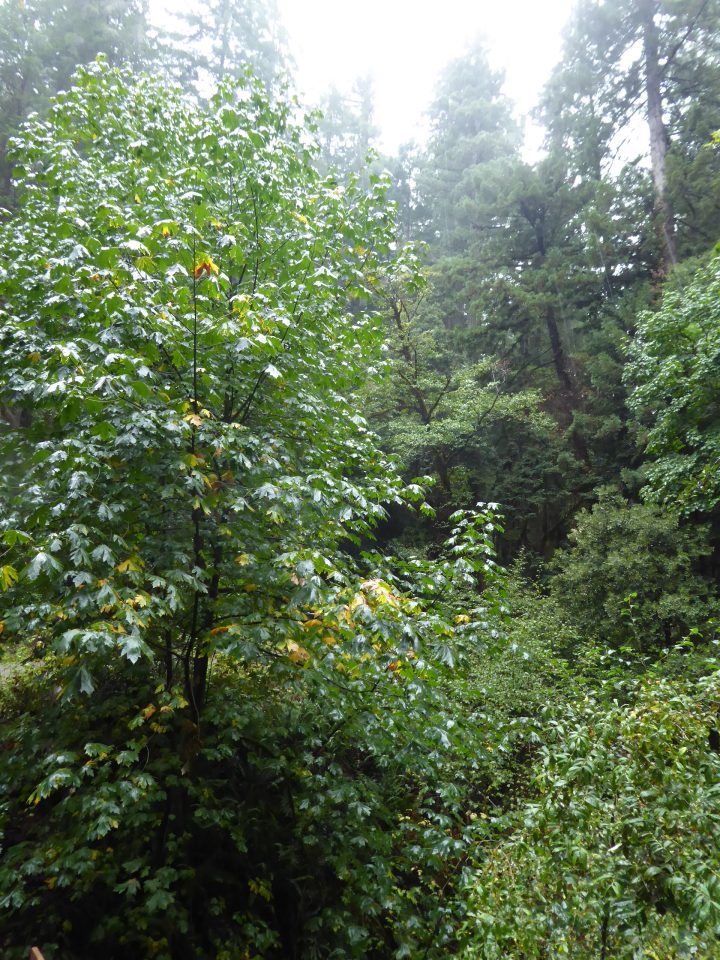 Big-leaf maple, Oregon maple (BLM) - Forest Research