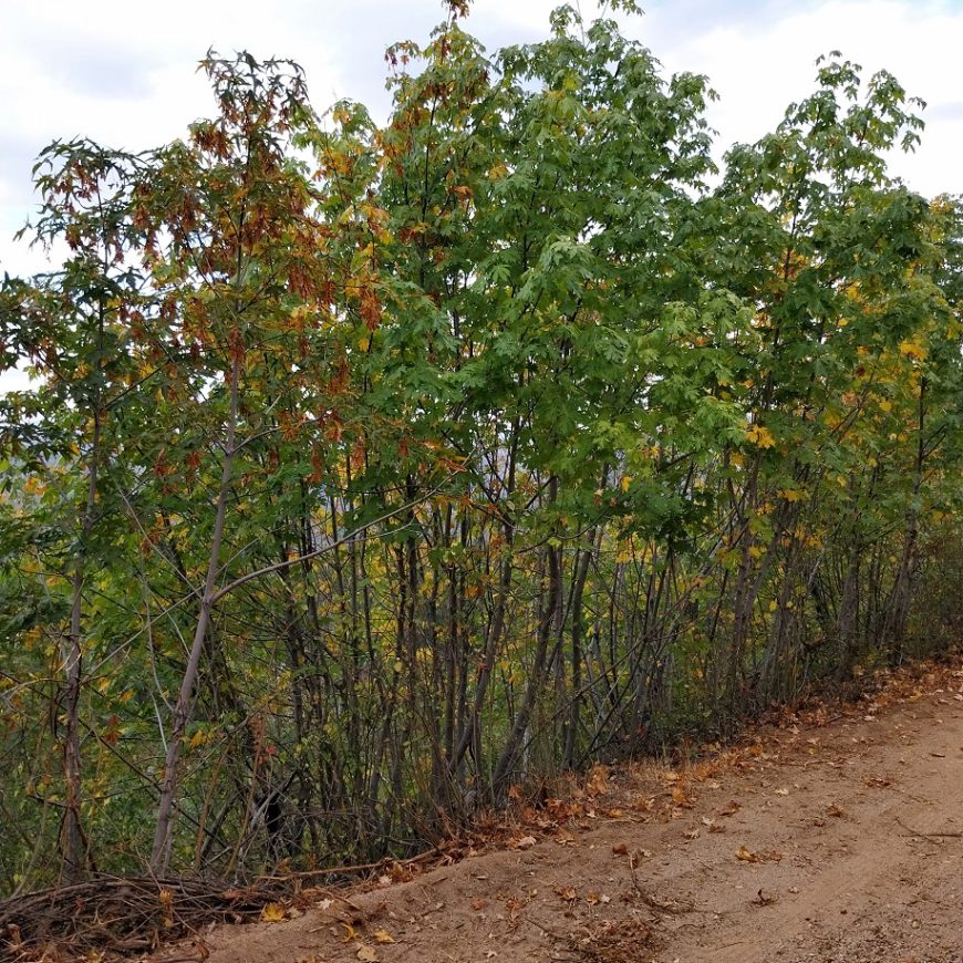 Big-leaf maple, Oregon maple (BLM) - Forest Research