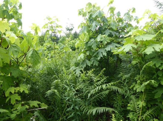 Big-leaf maple, Oregon maple (BLM) - Forest Research