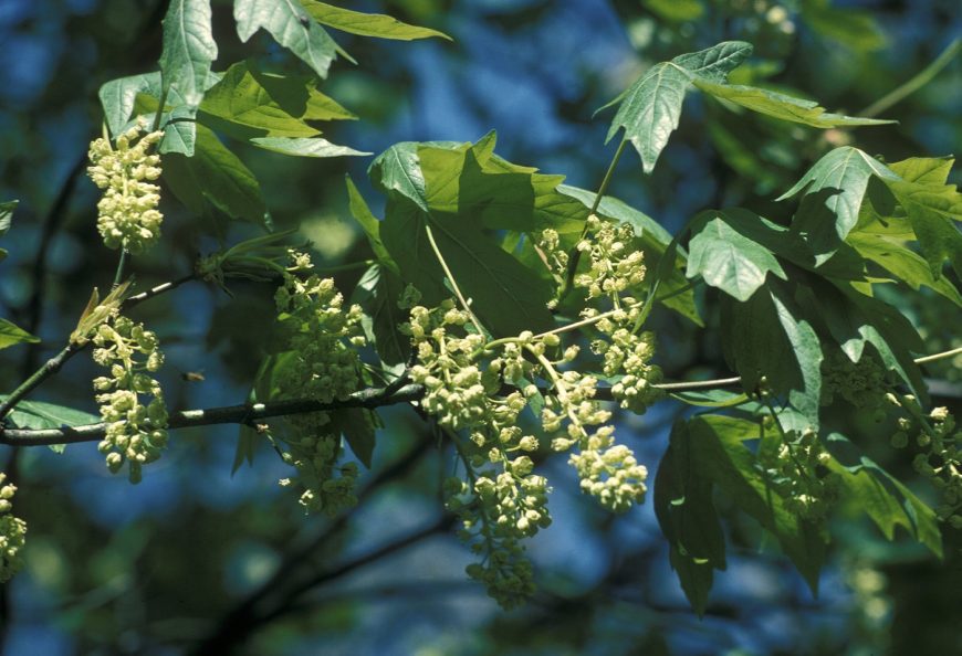 Big-leaf maple, Oregon maple (BLM) - Forest Research