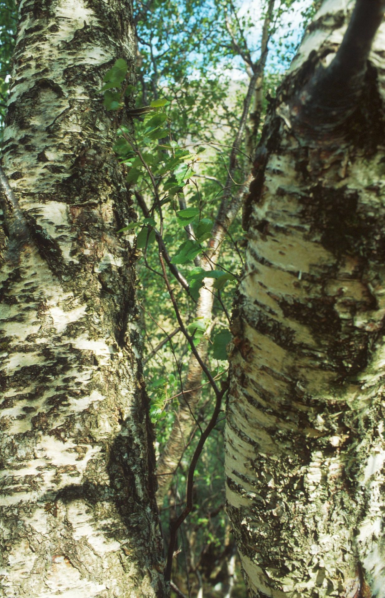 Downy birch (DBI) - Forest Research