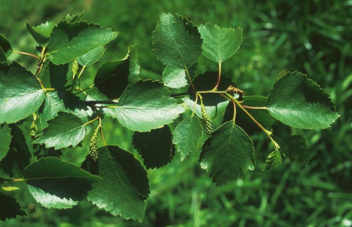 Downy birch (DBI) - Forest Research