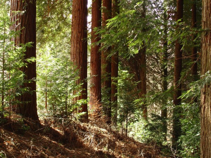 Social and cultural values of treescapes - Forest Research