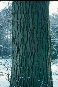 Italian alder (IAR) - Forest Research