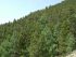 Lodgepole pine (LP) - Forest Research