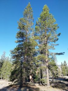 Lodgepole pine (LP) - Forest Research
