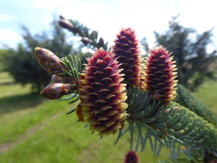 Sitka spruce (SS) - Forest Research