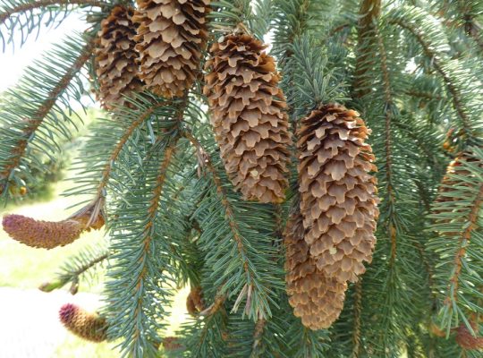 Sitka spruce (SS) - Forest Research