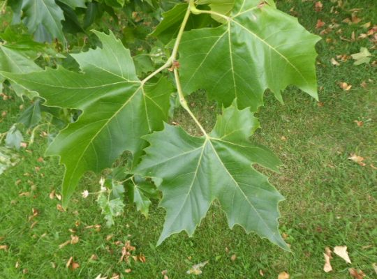 London plane (LPL) - Forest Research