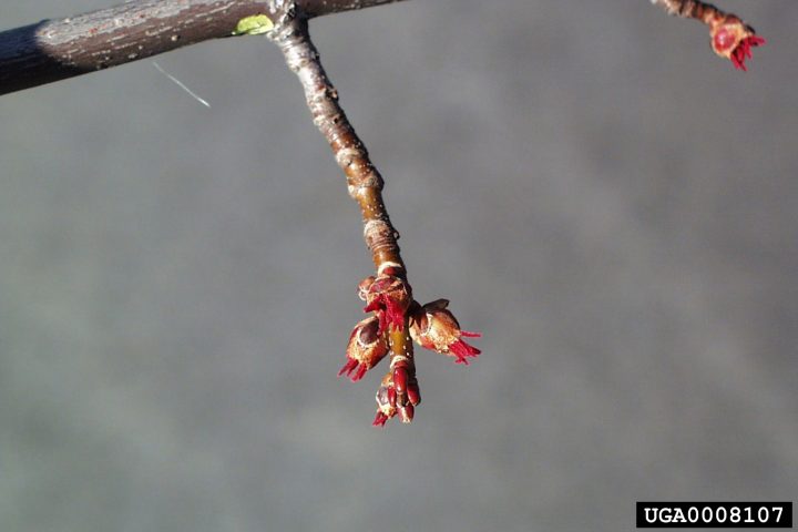 Silver maple (ASA) - Forest Research