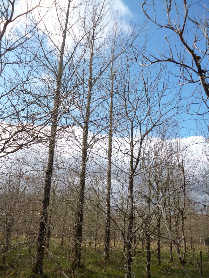 Aspen (ASP) - Forest Research