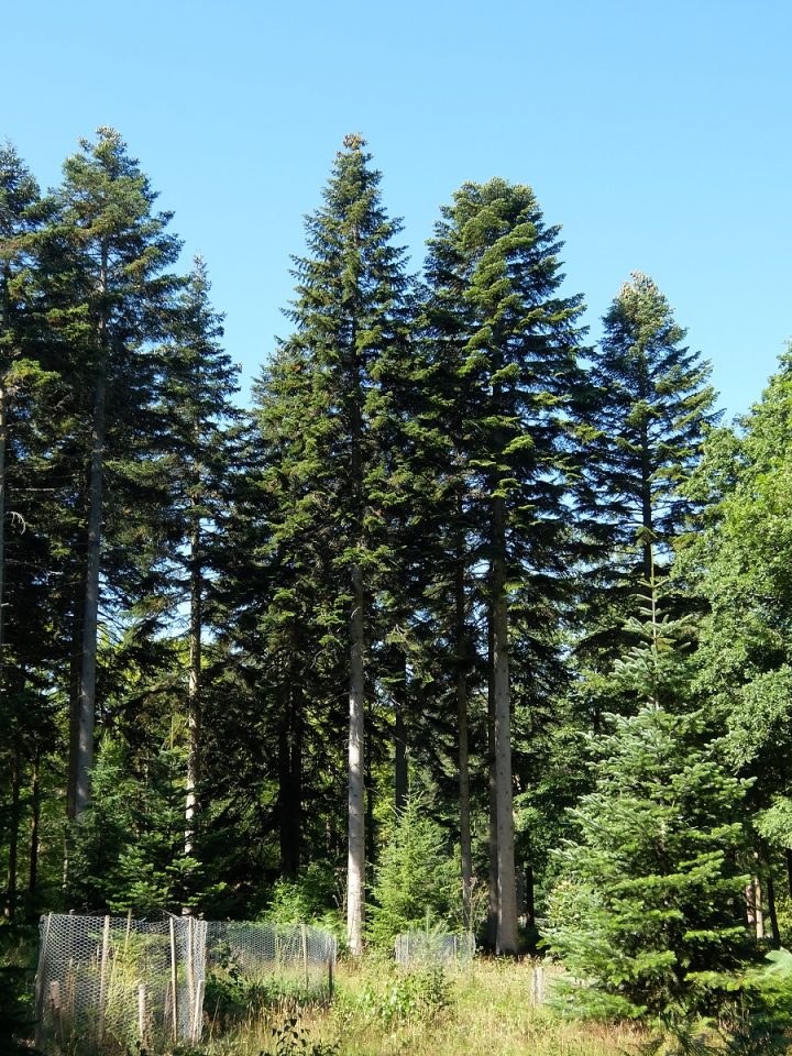 Caucasian fir, Nordmann fir (NMF) - Forest Research