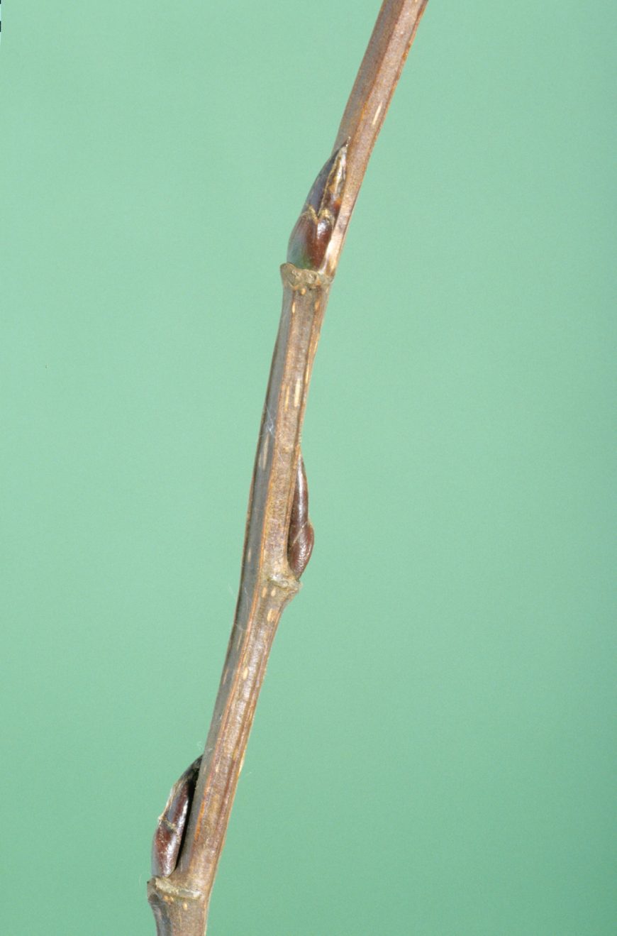 Aspen (ASP) - Forest Research