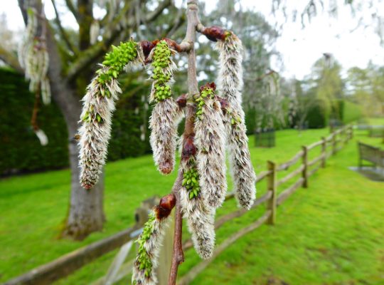 Aspen (ASP) - Forest Research