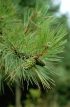 Corsican pine (CP) - Forest Research