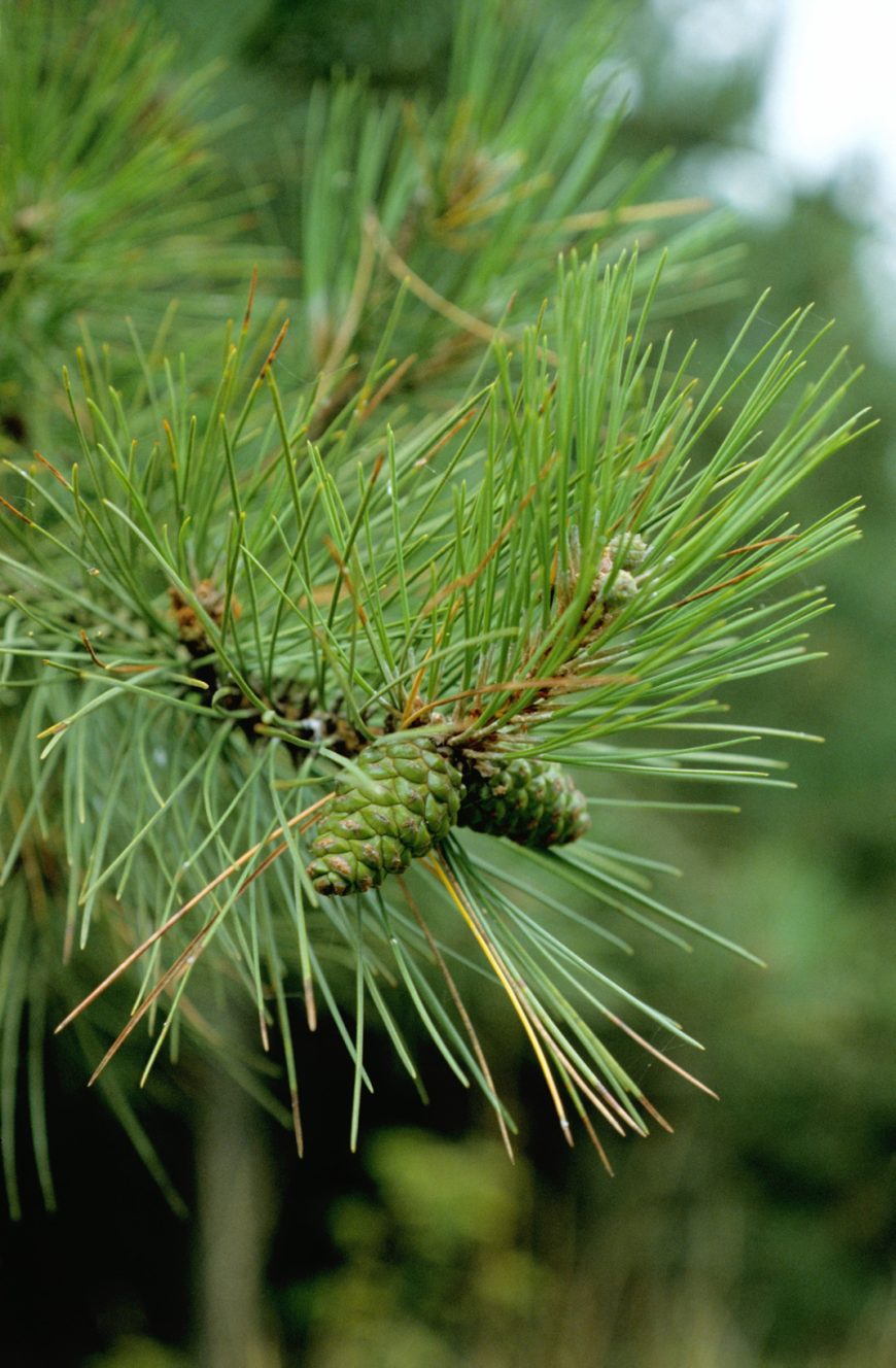 Corsican pine (CP) - Forest Research