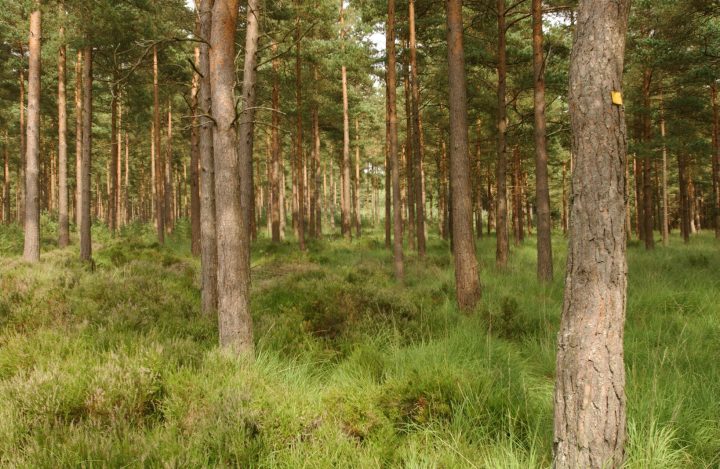 Corsican pine (CP) - Forest Research