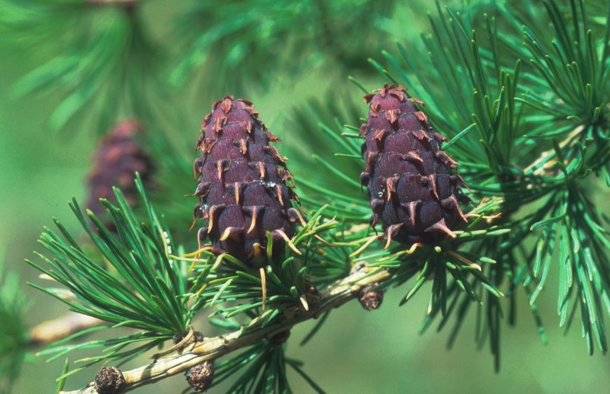 European larch (EL) - Forest Research
