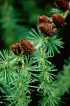 European larch (EL) - Forest Research
