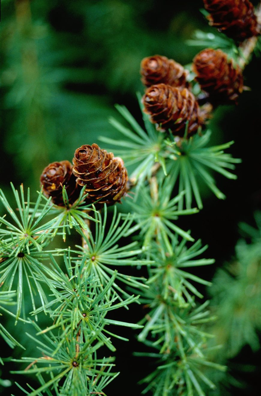 European larch (EL) - Forest Research