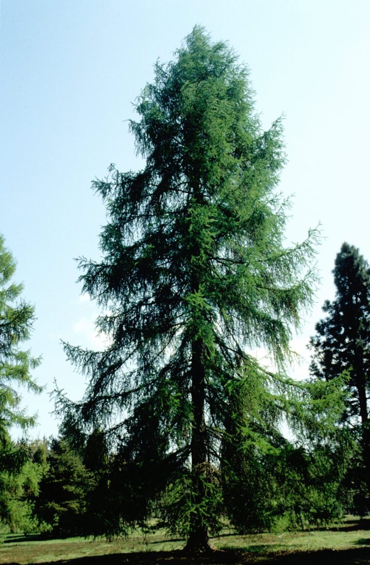 European larch (EL) - Forest Research