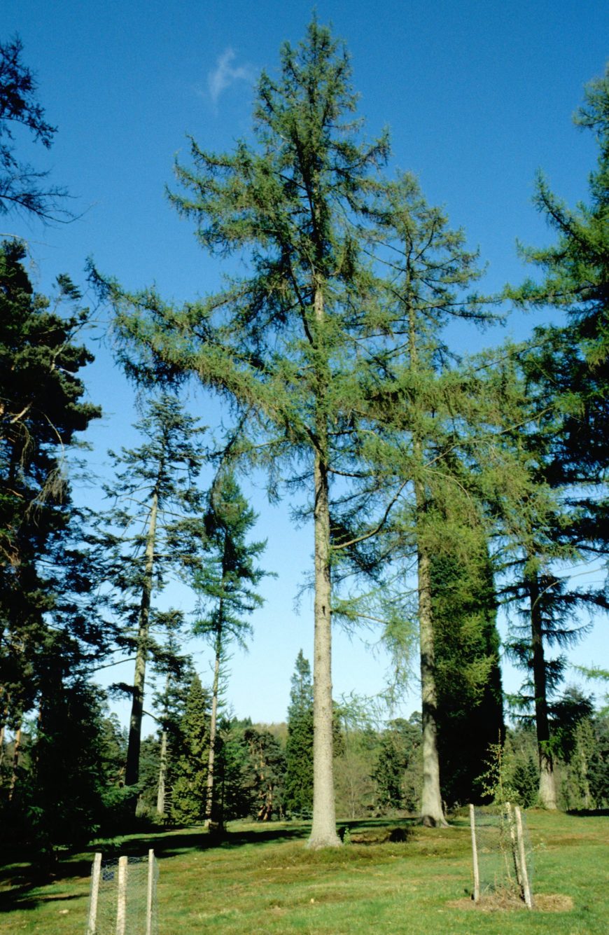 European larch (EL) - Forest Research