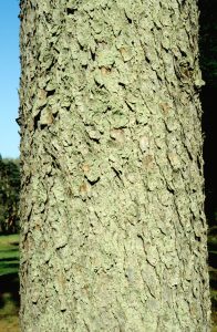 European larch (EL) - Forest Research