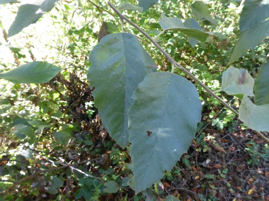 Red (Oregon) alder (RAR) - Forest Research
