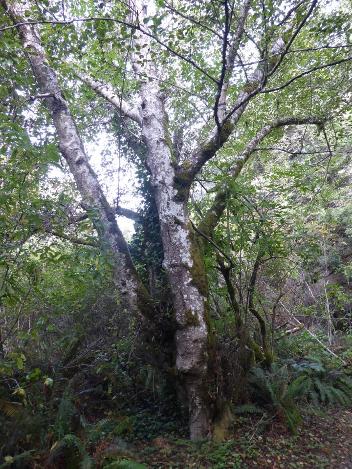 Red (Oregon) alder (RAR) - Forest Research