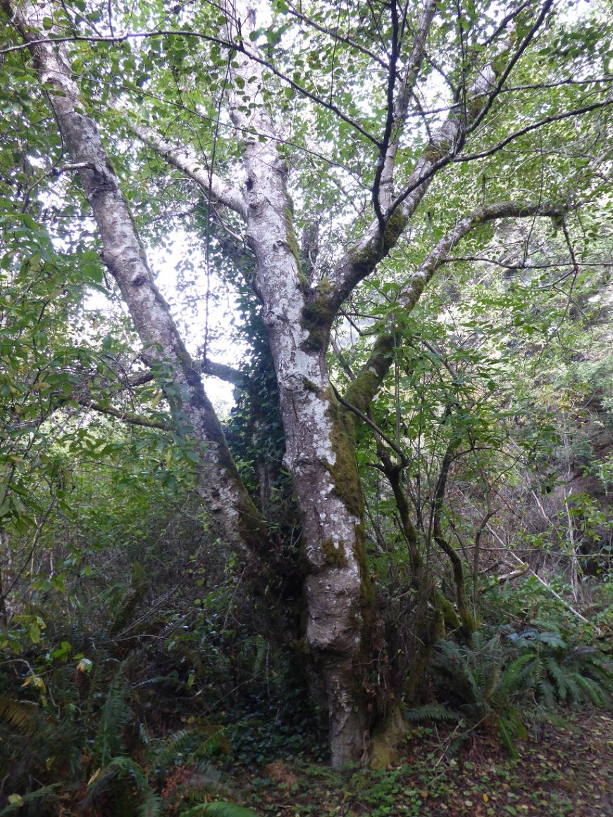 Red (Oregon) alder (RAR) - Forest Research
