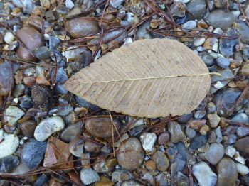 Rauli (RAN) - Forest Research