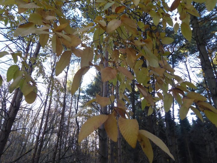 Rauli (RAN) - Forest Research