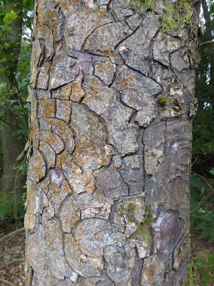 Roble (RON) - Forest Research