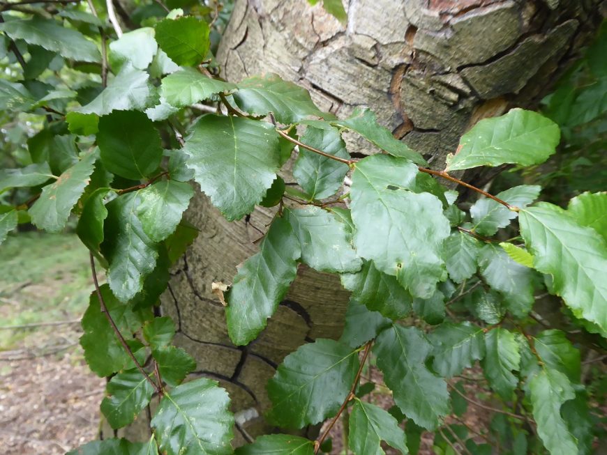 Roble (RON) - Forest Research