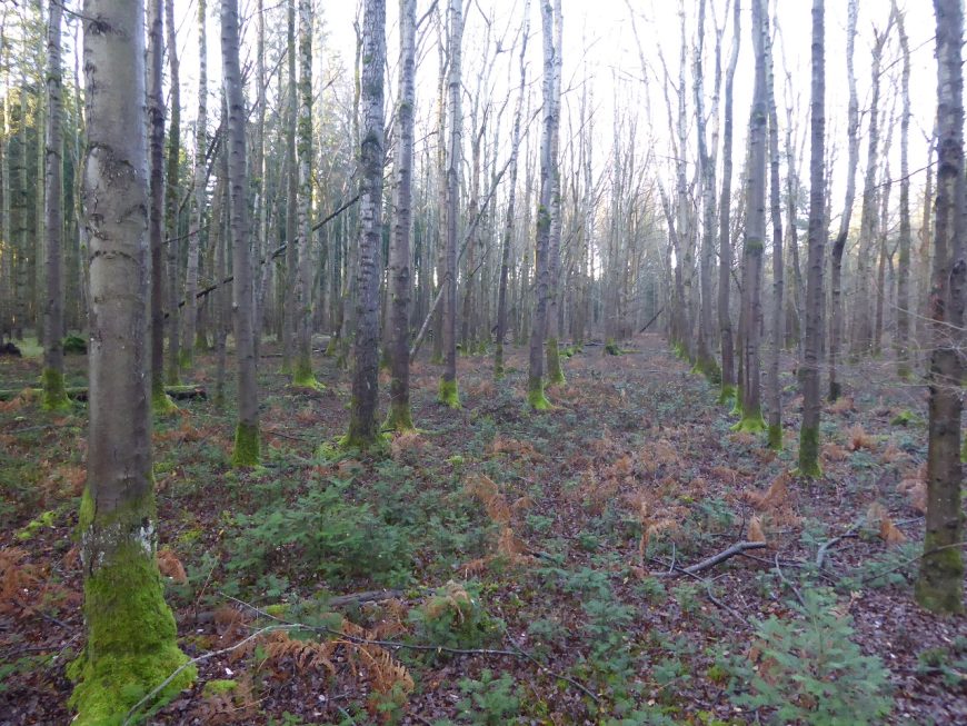 Roble (RON) - Forest Research