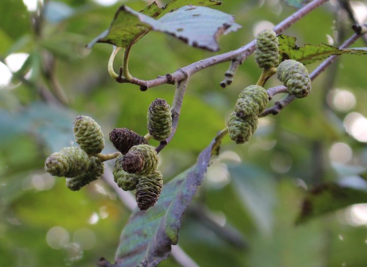 Red (Oregon) alder (RAR) - Forest Research