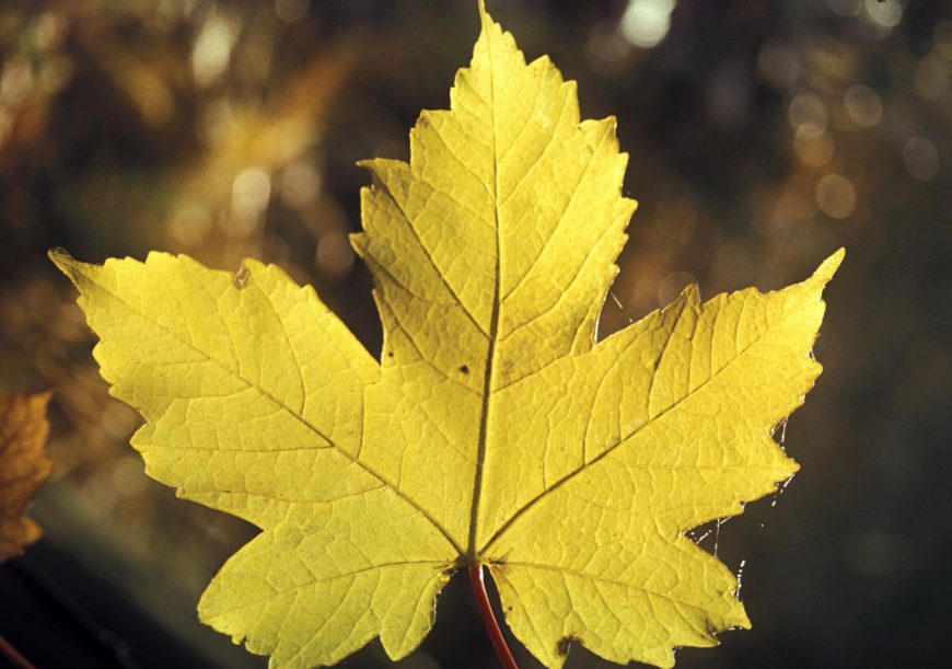 Sycamore (SY) - Forest Research